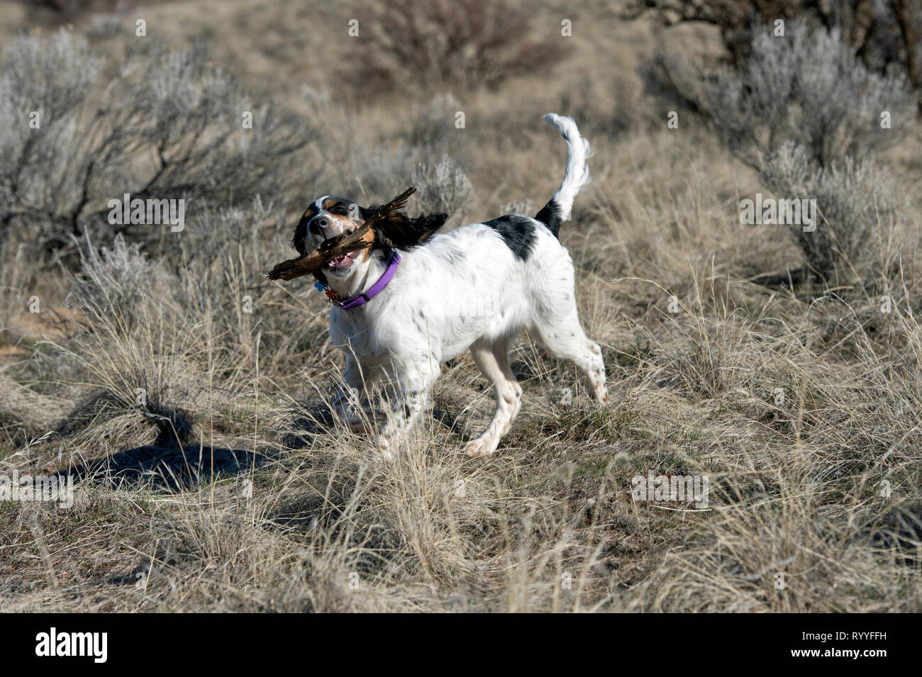 Four-and-a half month old English setter puppy retrieving piece of wood ...