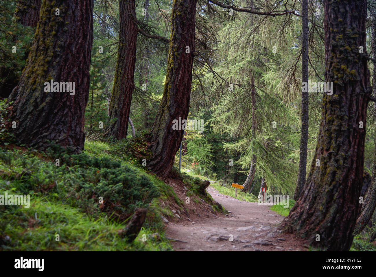 beautiful forest path in Livigno Italy for hiking and cycling, pine ...