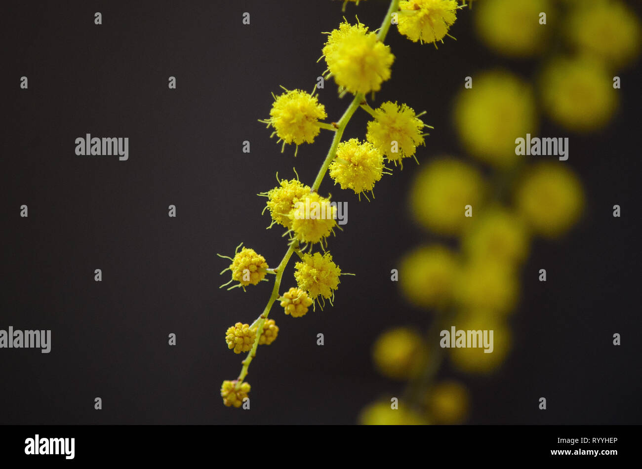 Closeup of acacia dealbata on black background, yellow mimosa flower ...