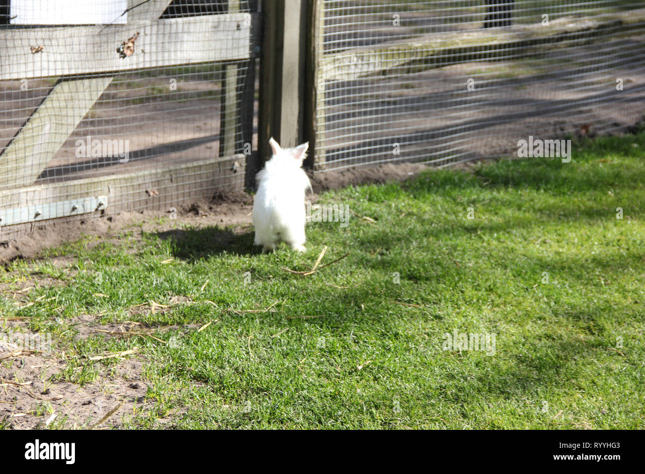 White bunny back view hi-res stock photography and images - Alamy