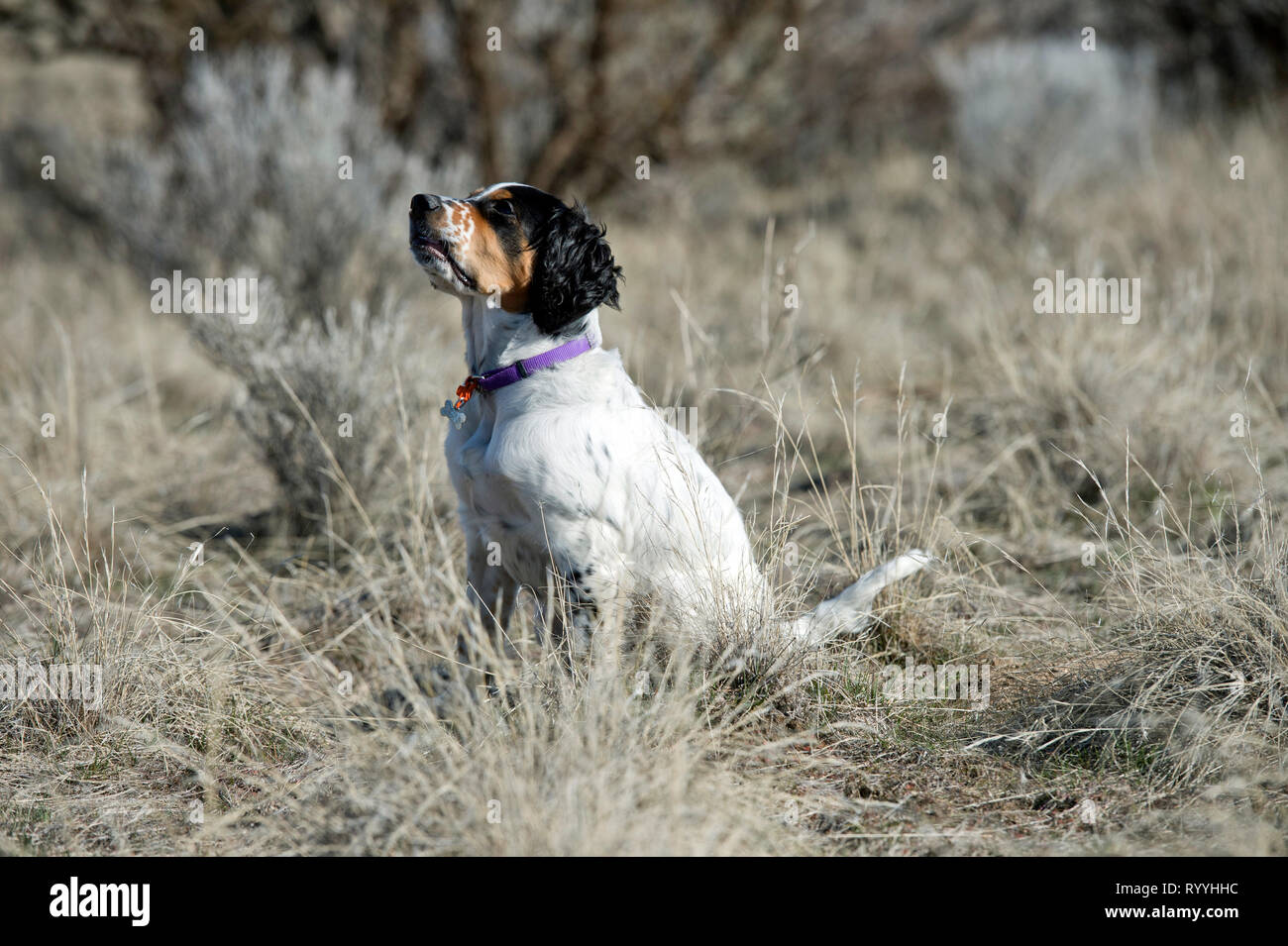 Four-and-a half month old English setter puppy sitting and looking up ...