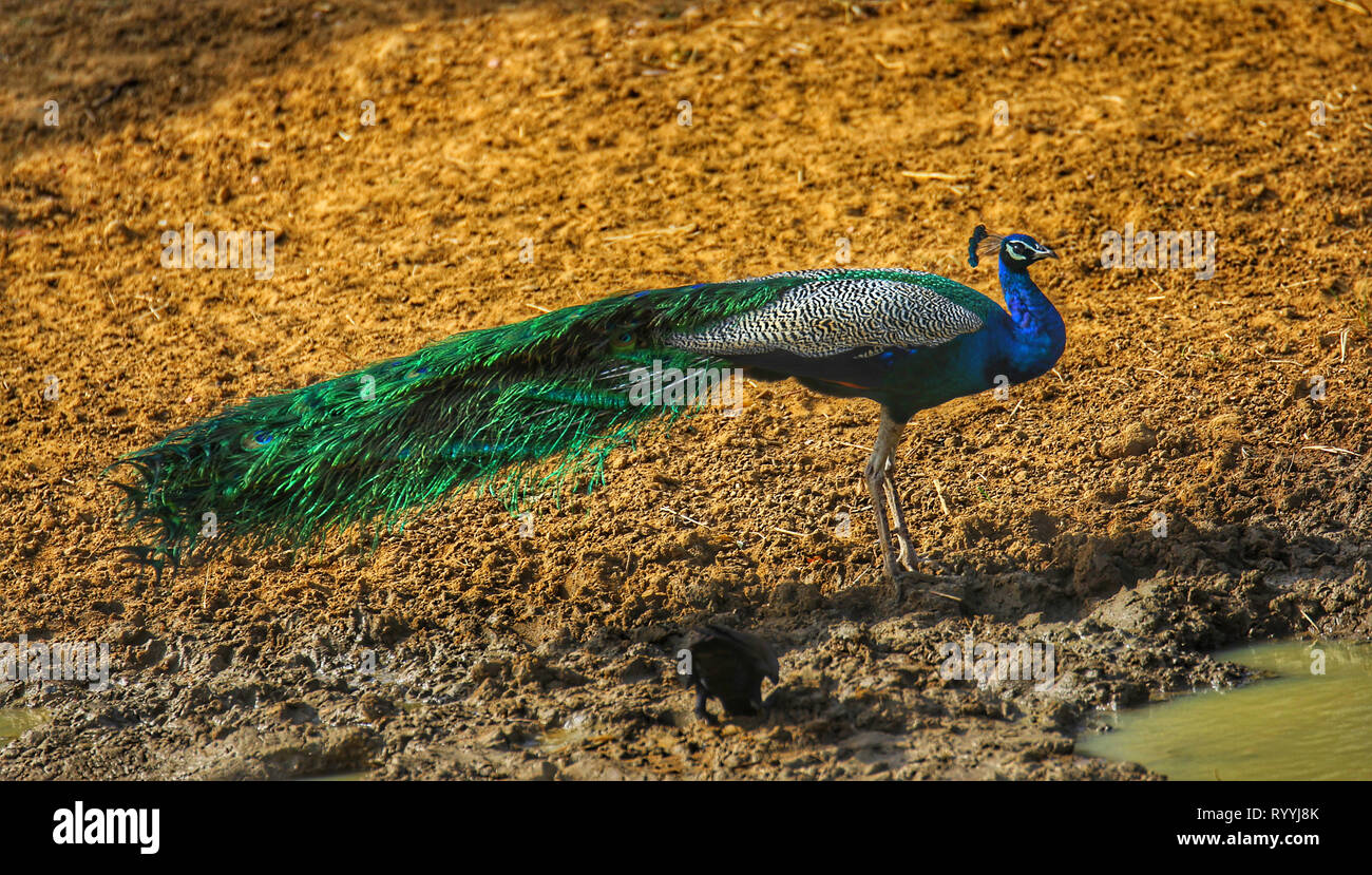 peafowl/peacock in the forest Stock Photo - Alamy