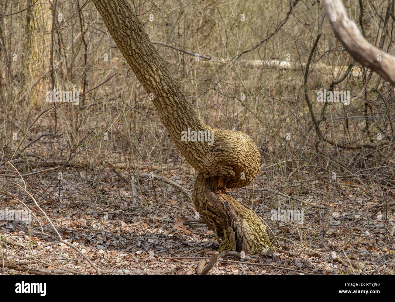 A tree growing with a twisted trunk Stock Photo - Alamy