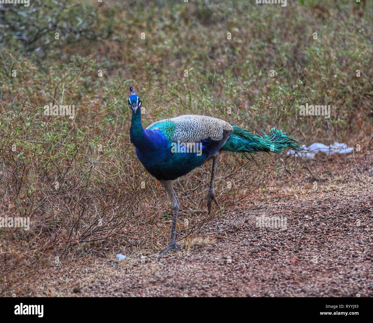 peafowl/peacock in the forest Stock Photo - Alamy