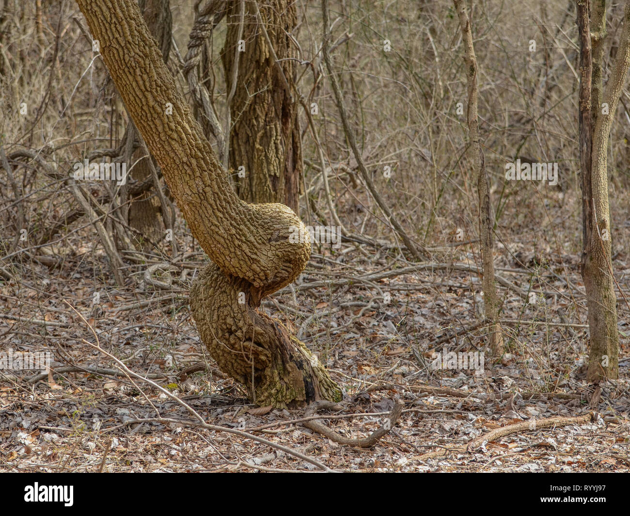 Twisted trunk hi-res stock photography and images - Alamy