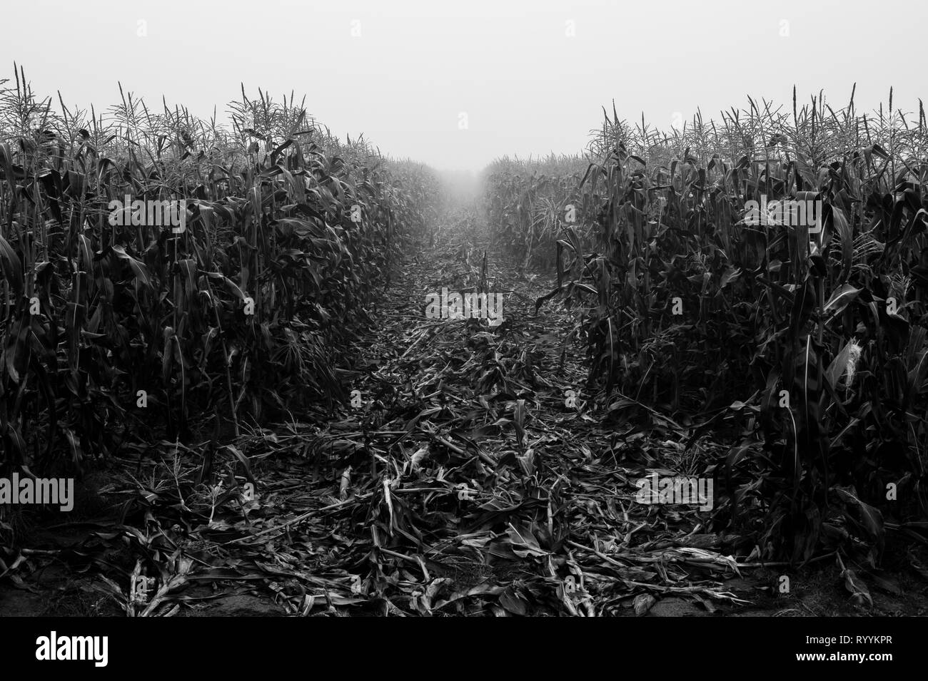Self sufficient plants Black and White Stock Photos & Images - Alamy