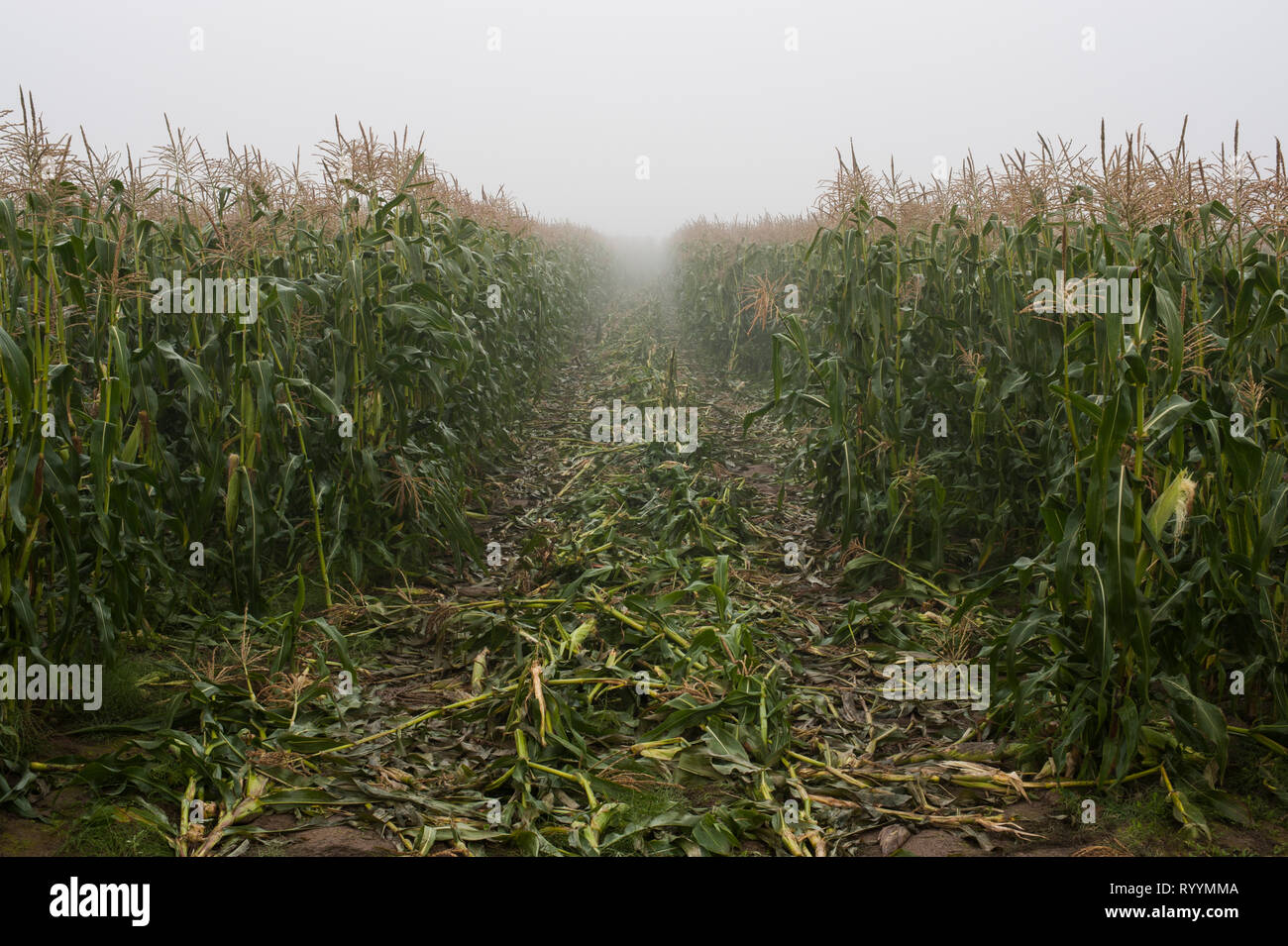 Sunrise with fog and corn field Stock Photo - Alamy