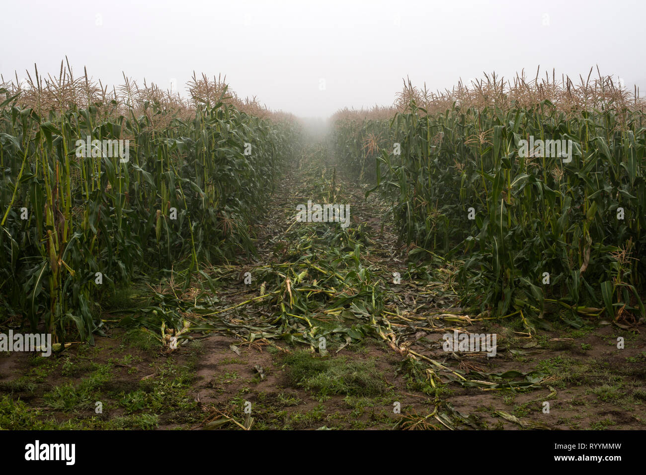 Fog corn field hi-res stock photography and images - Alamy