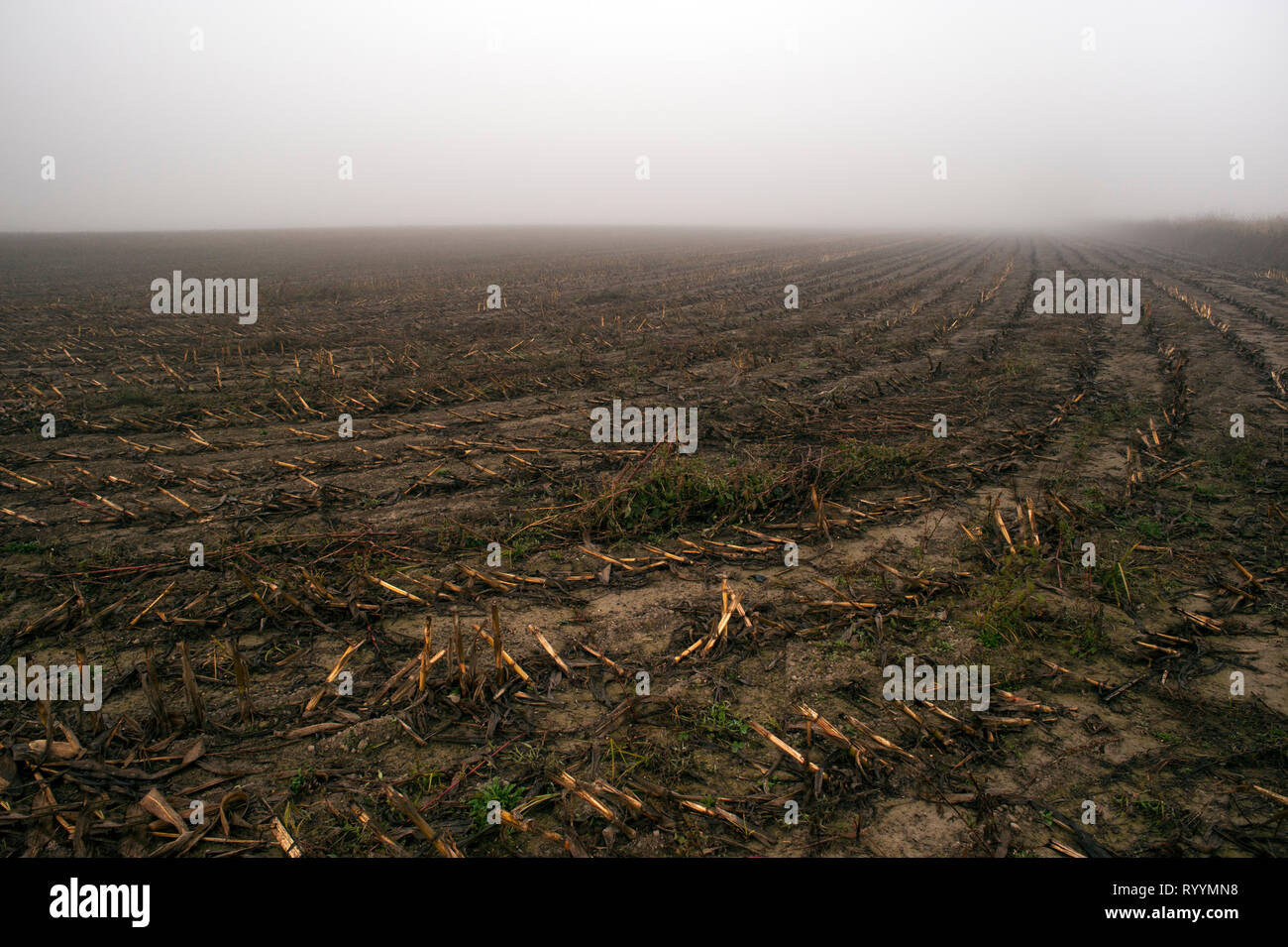 Harvested corn field sunrise, landscape of cultivated field Stock Photo ...