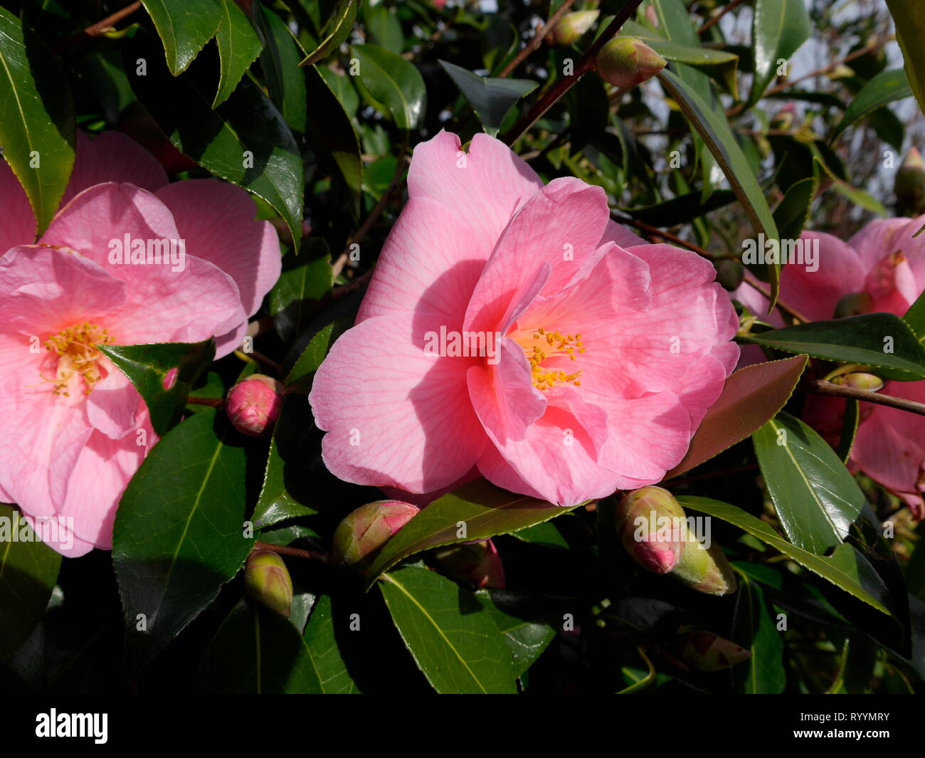 Pink shrub flower Stock Photo - Alamy