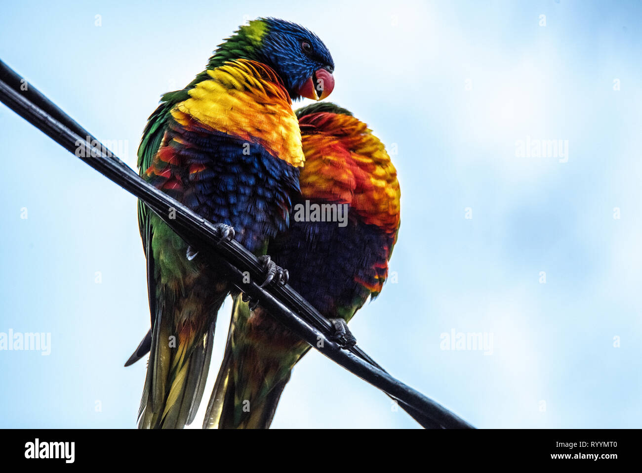 Australian backyard birds hi-res stock photography and images - Alamy