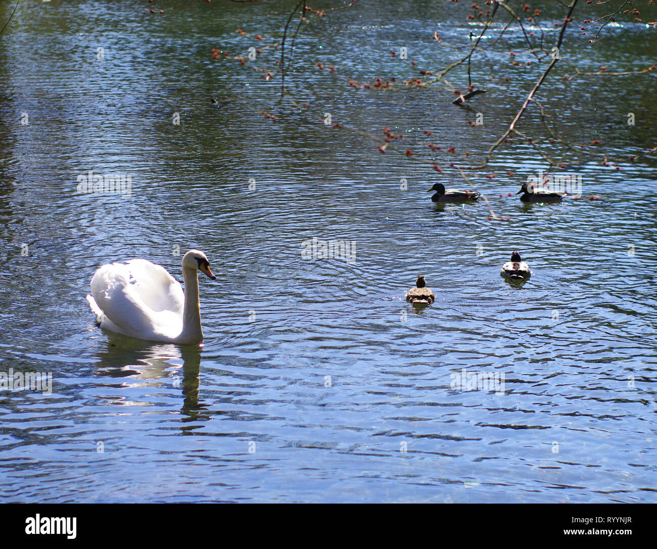A family of swans in a pond in Kent England Stock Photo - Alamy