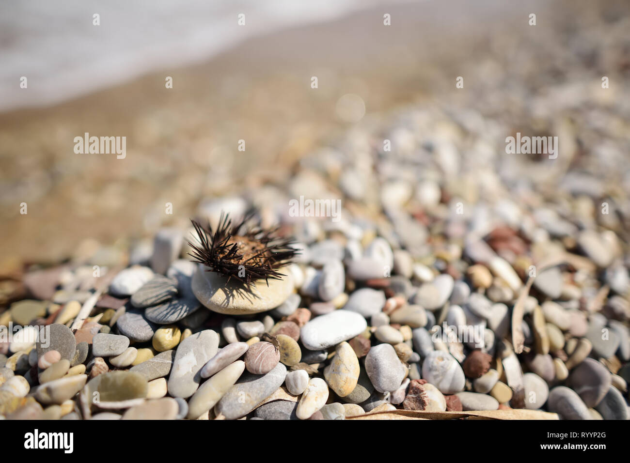 Sea urchin shell on black hi-res stock photography and images - Alamy