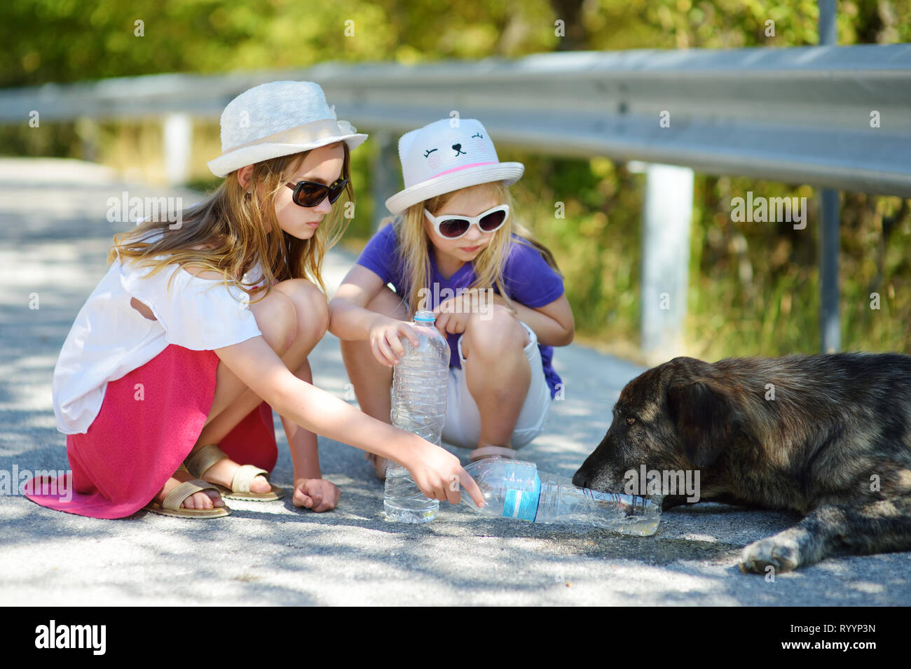 Thirsty black stray dog drinking water from the plastic bottle on hot ...