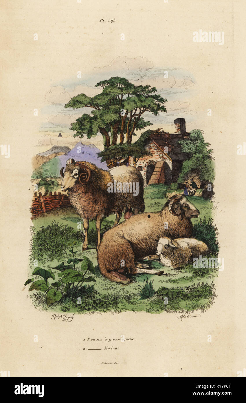 Fat tailed sheep hi-res stock photography and images - Alamy