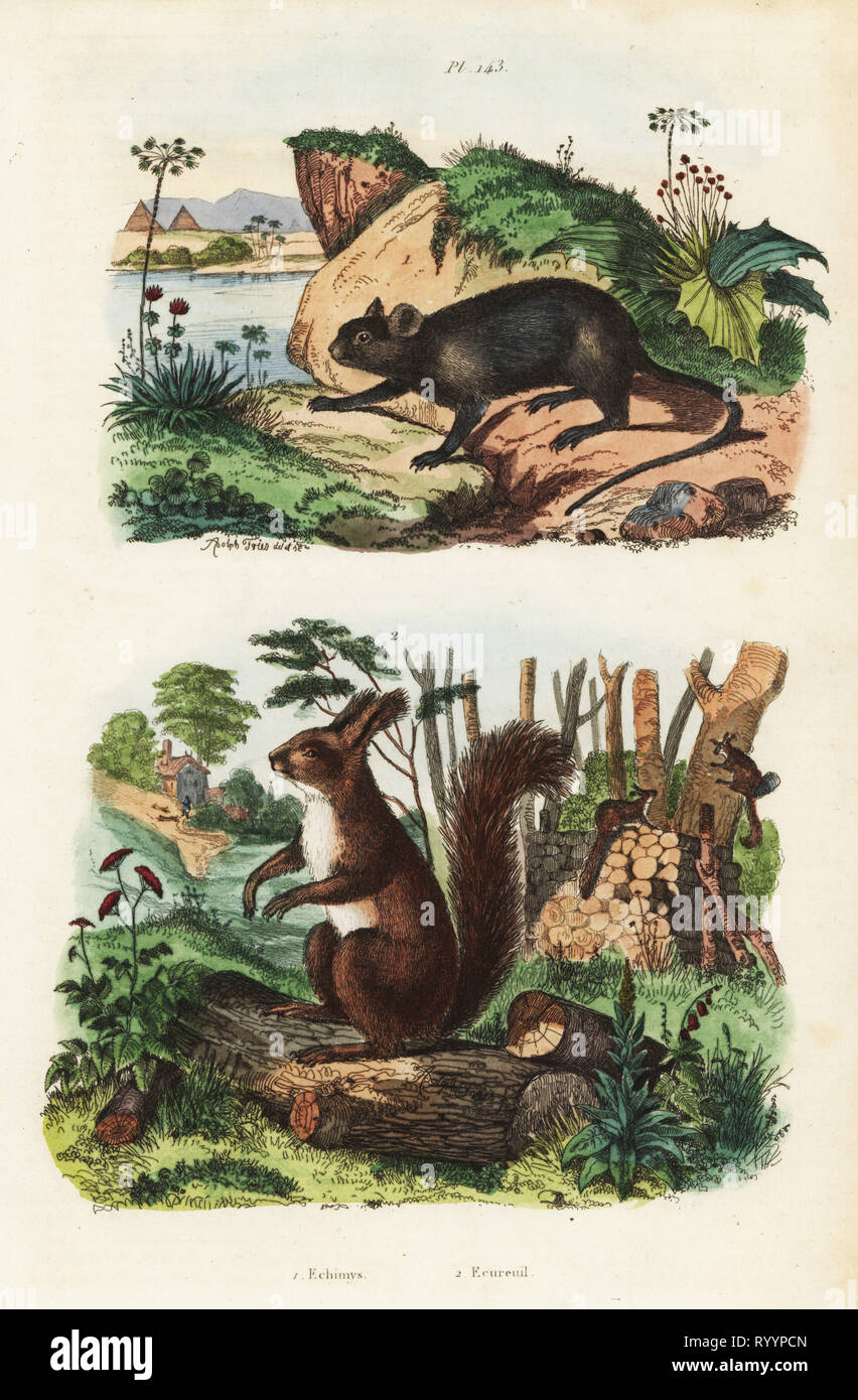 Tree rat hi-res stock photography and images - Alamy