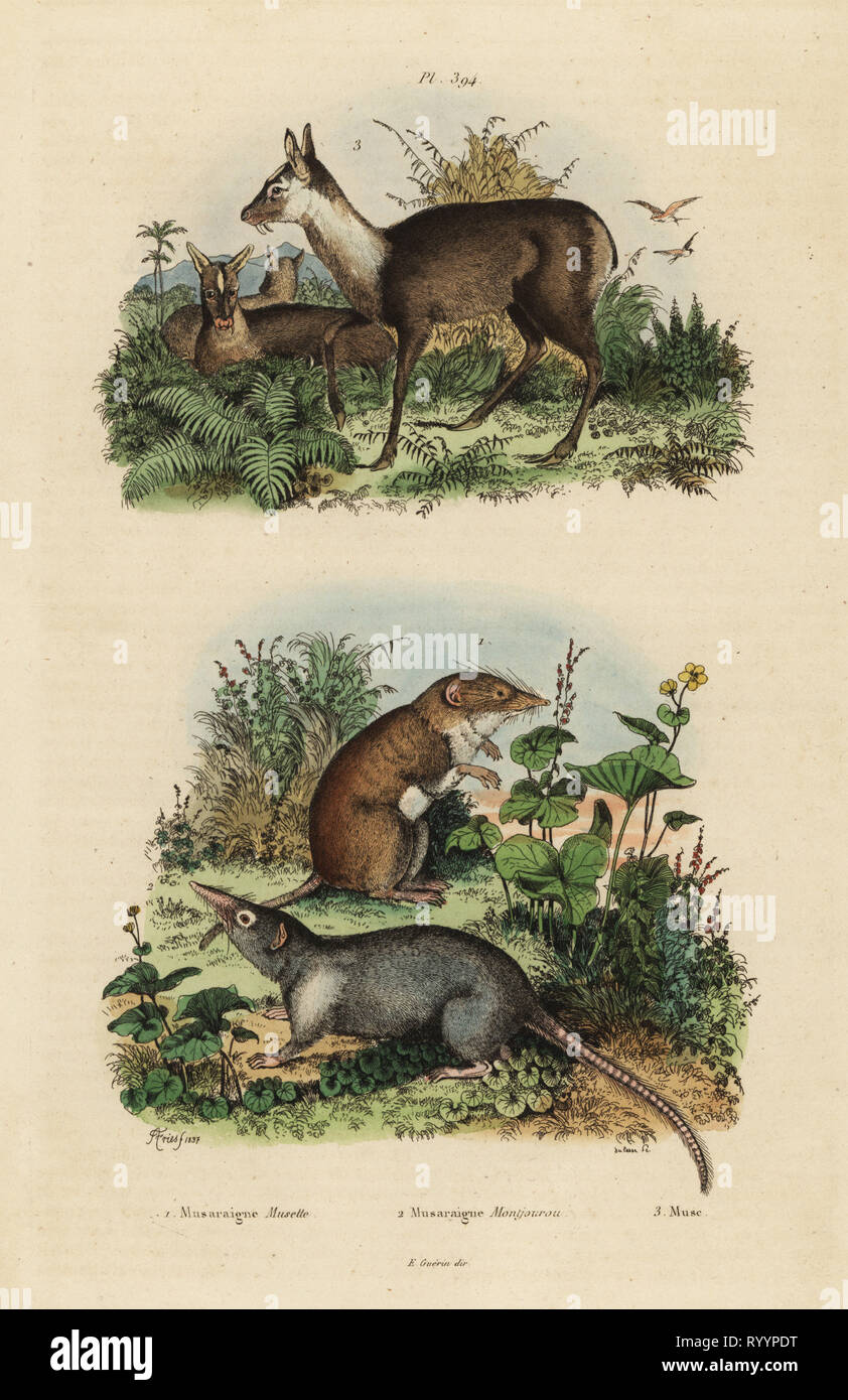 Musaraigne musette hi-res stock photography and images - Alamy