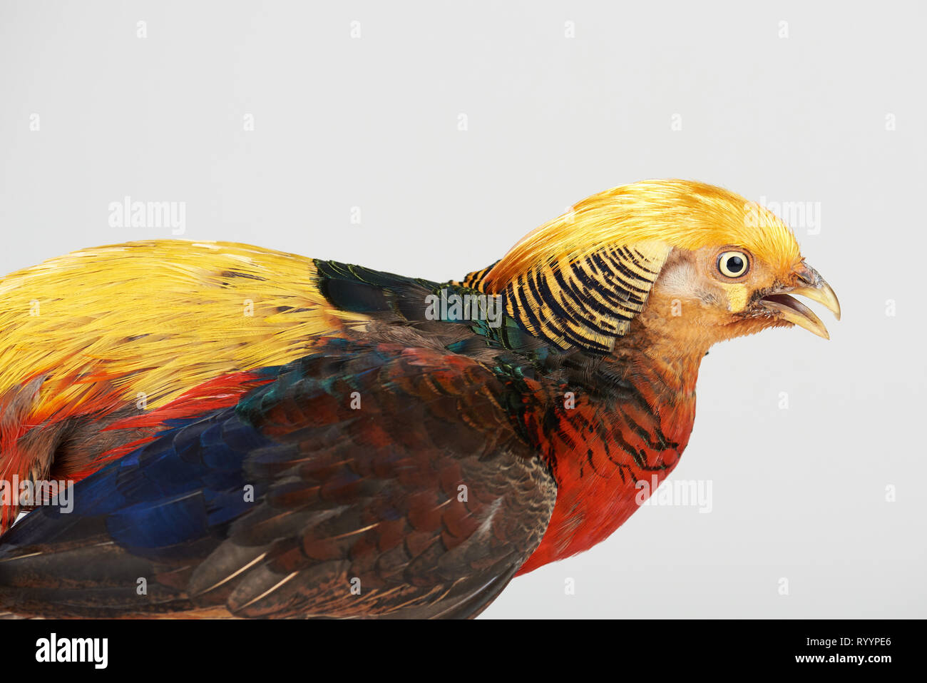 Colorful pheasant bird isolated on white studio background Stock Photo ...