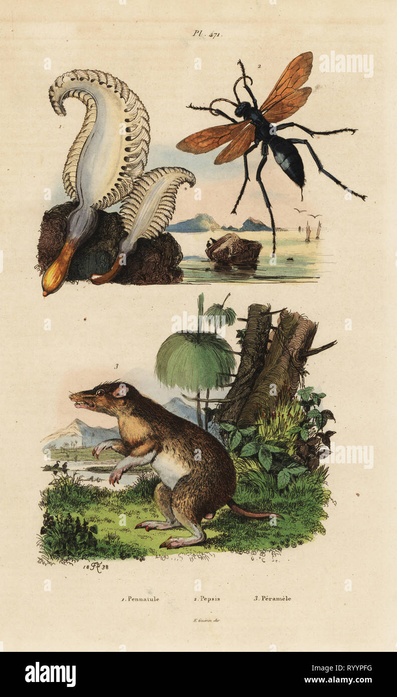 Sea pen, Pennatula phosphorea 1, spider wasp, Pepsis limbata 2, and ...