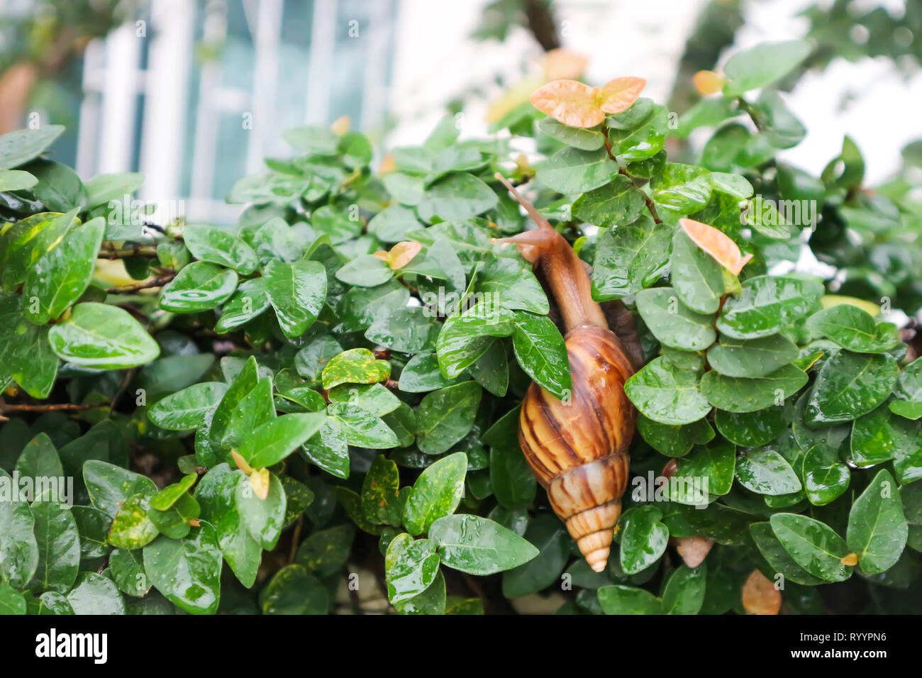 ficus pumila or climbing fig plant and snail Stock Photo - Alamy