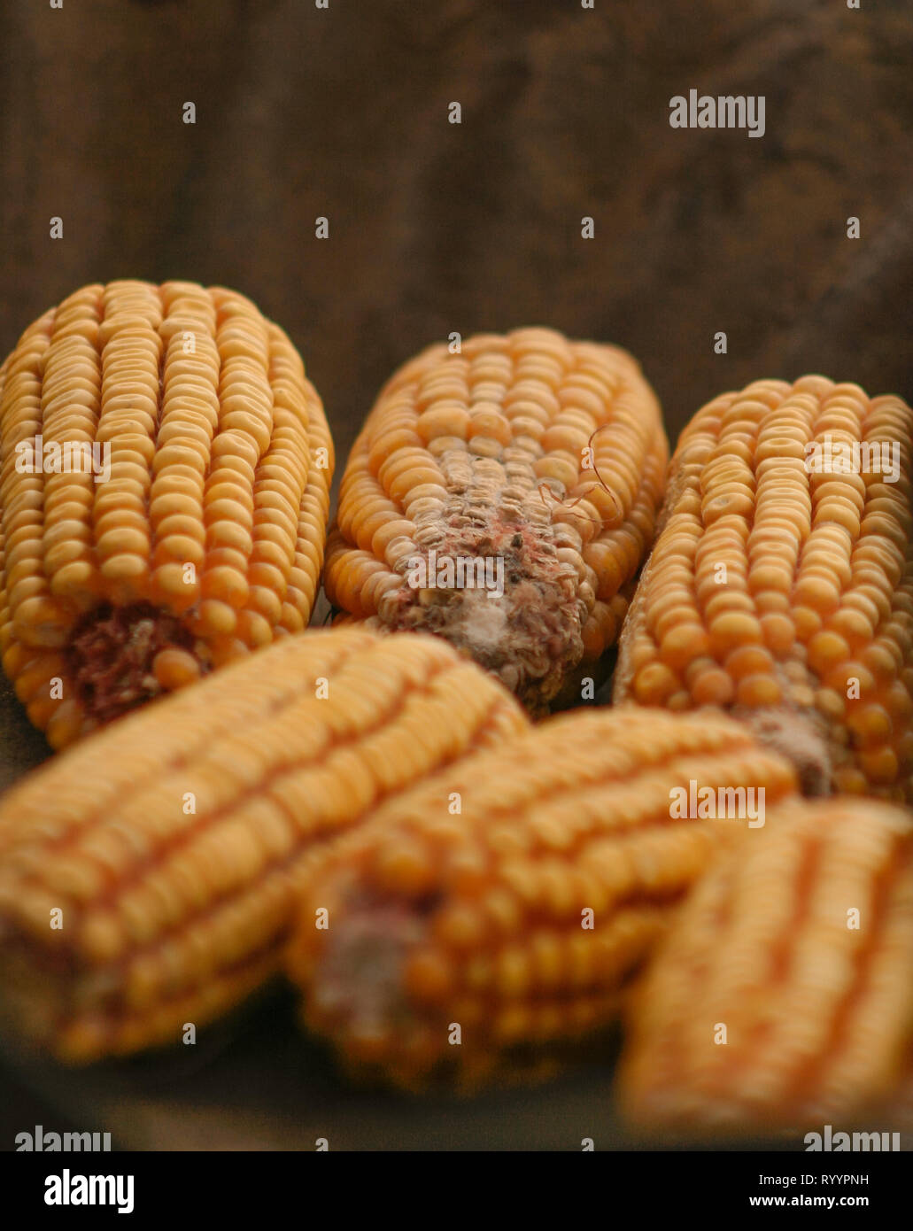 Dried out corn cobs in a display Stock Photo - Alamy