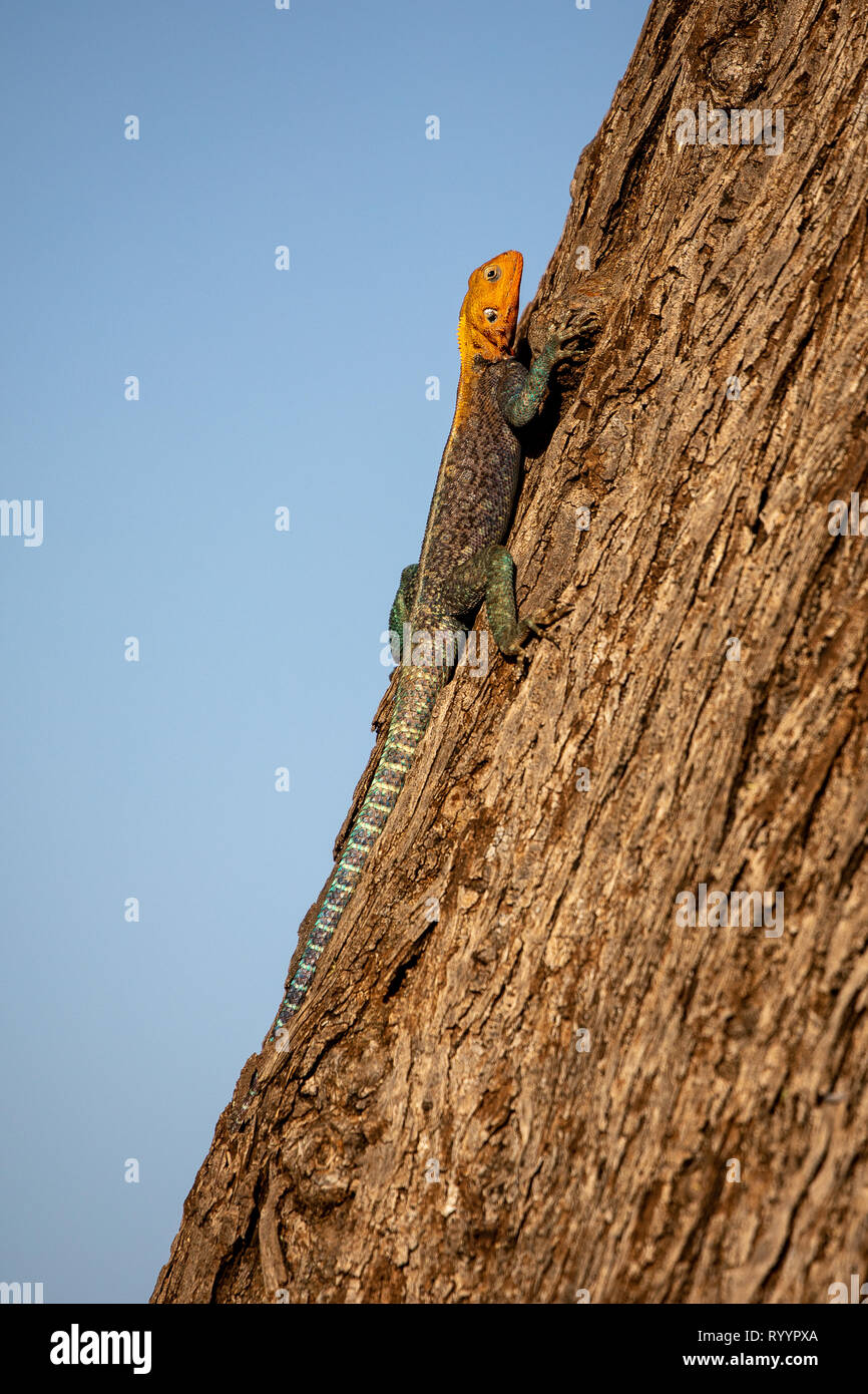 Agama Lizard, Kenya, Africa Stock Photo - Alamy