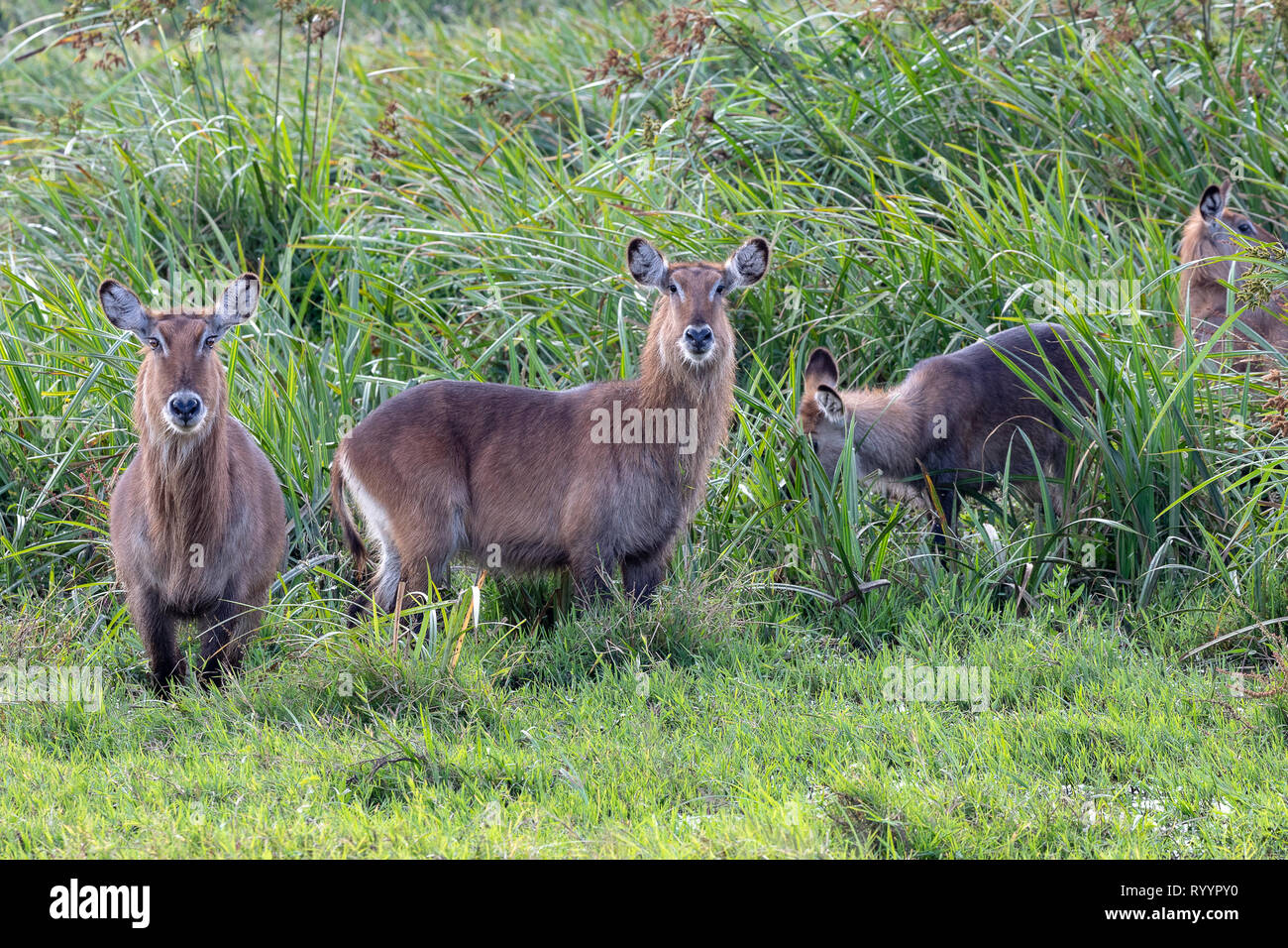 Waterbuck herd, Kenya, Africa Stock Photo - Alamy