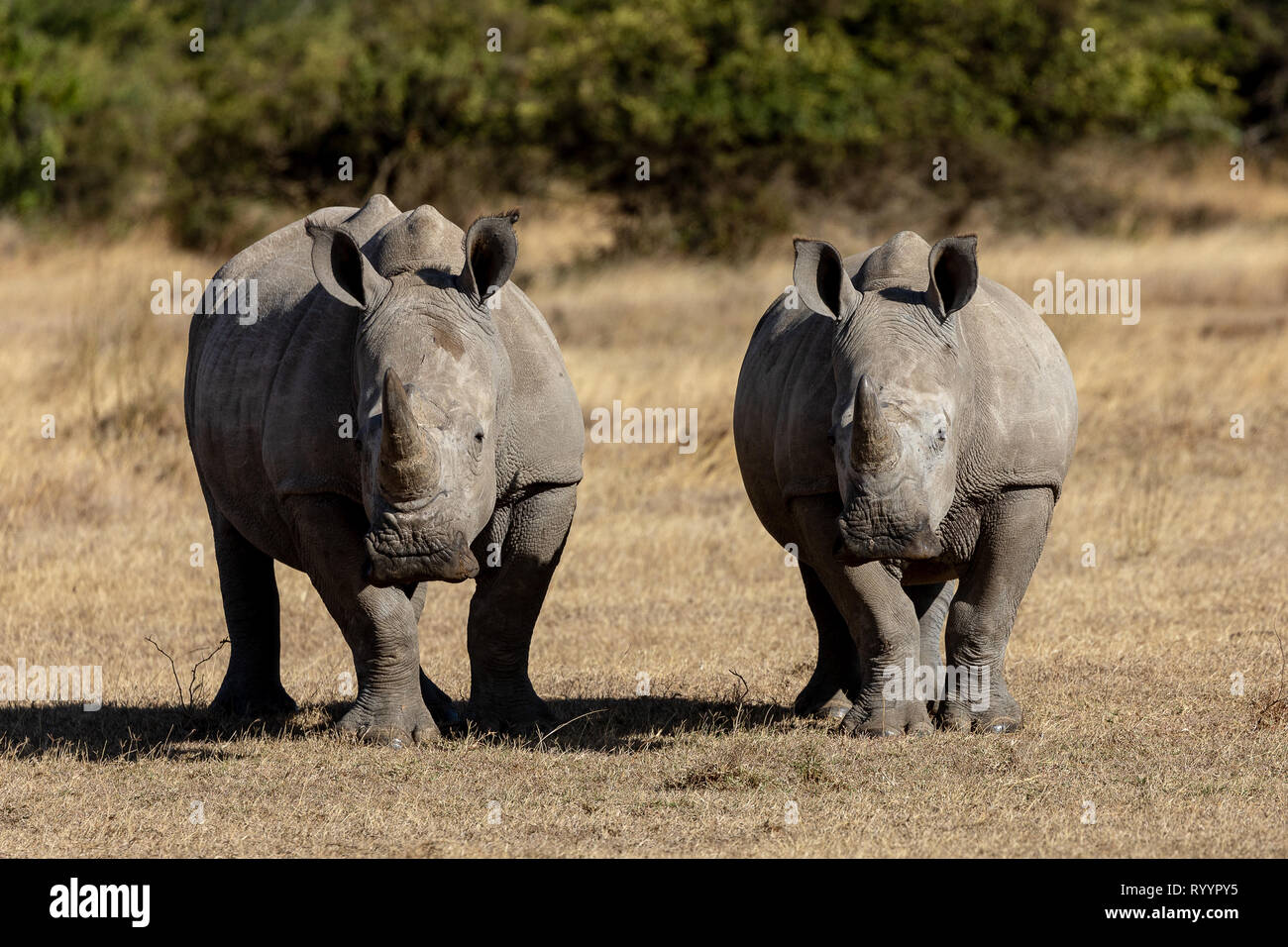Two horned rhinoceros hi-res stock photography and images - Alamy