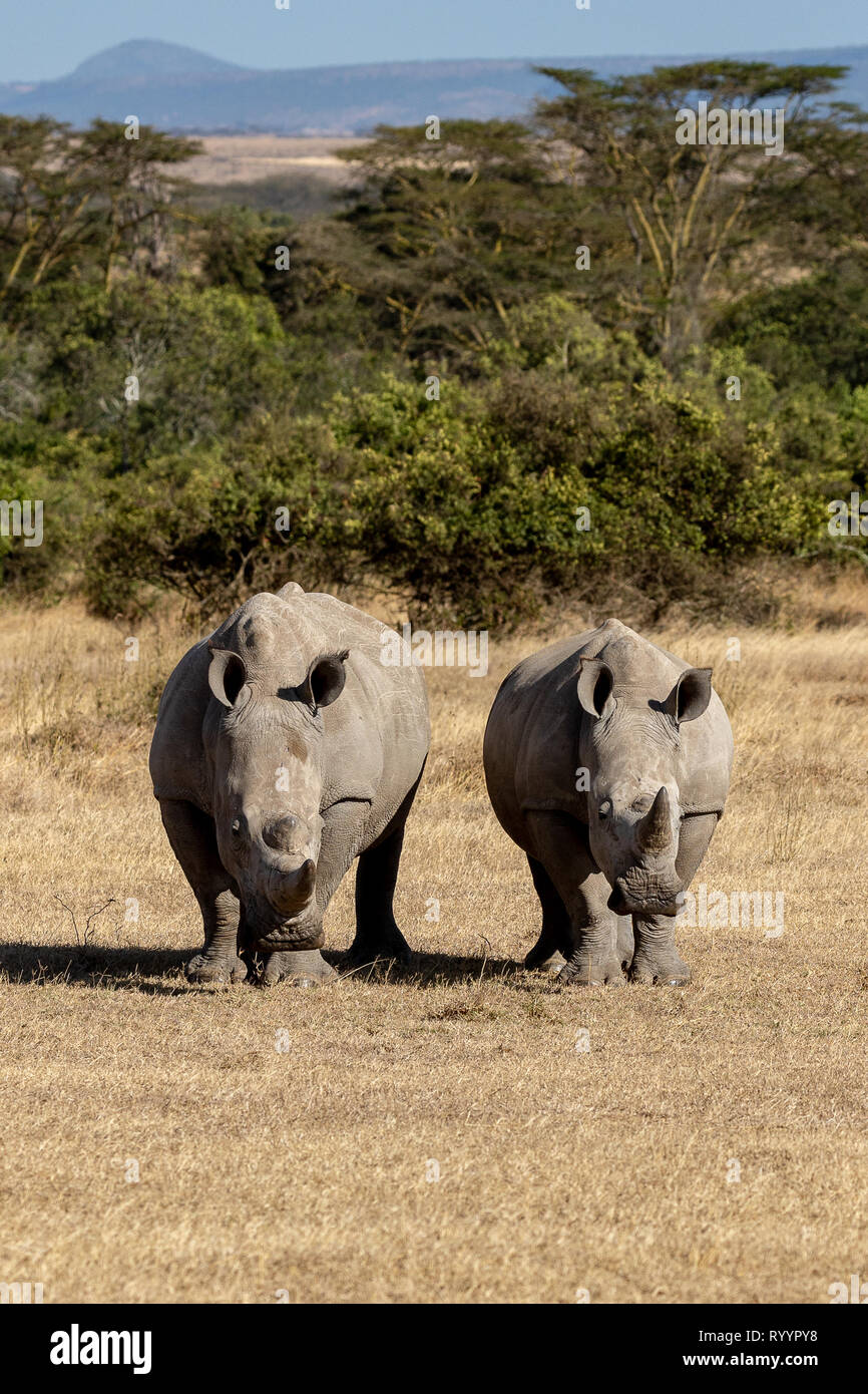 Two horned rhinoceros hi-res stock photography and images - Alamy