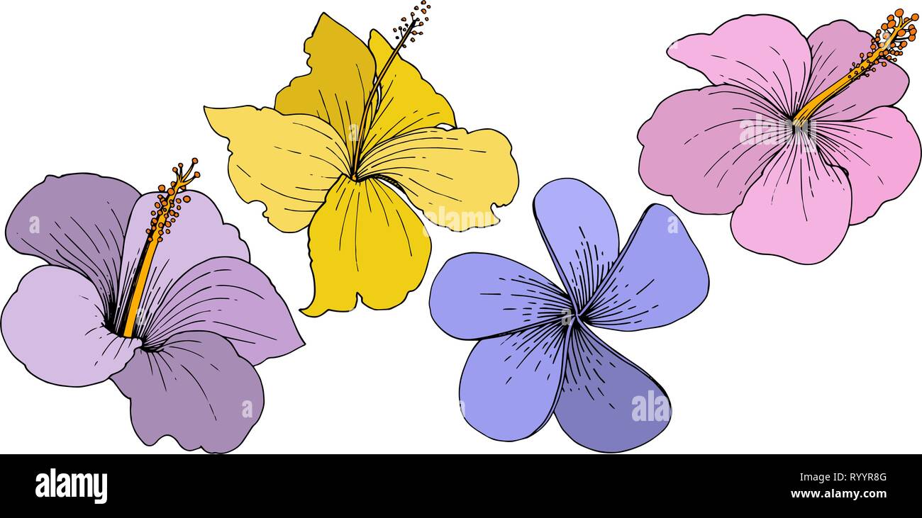 Vector Hibiscus floral tropical flowers. Engraved ink art. Isolated hibiscus illustration ...