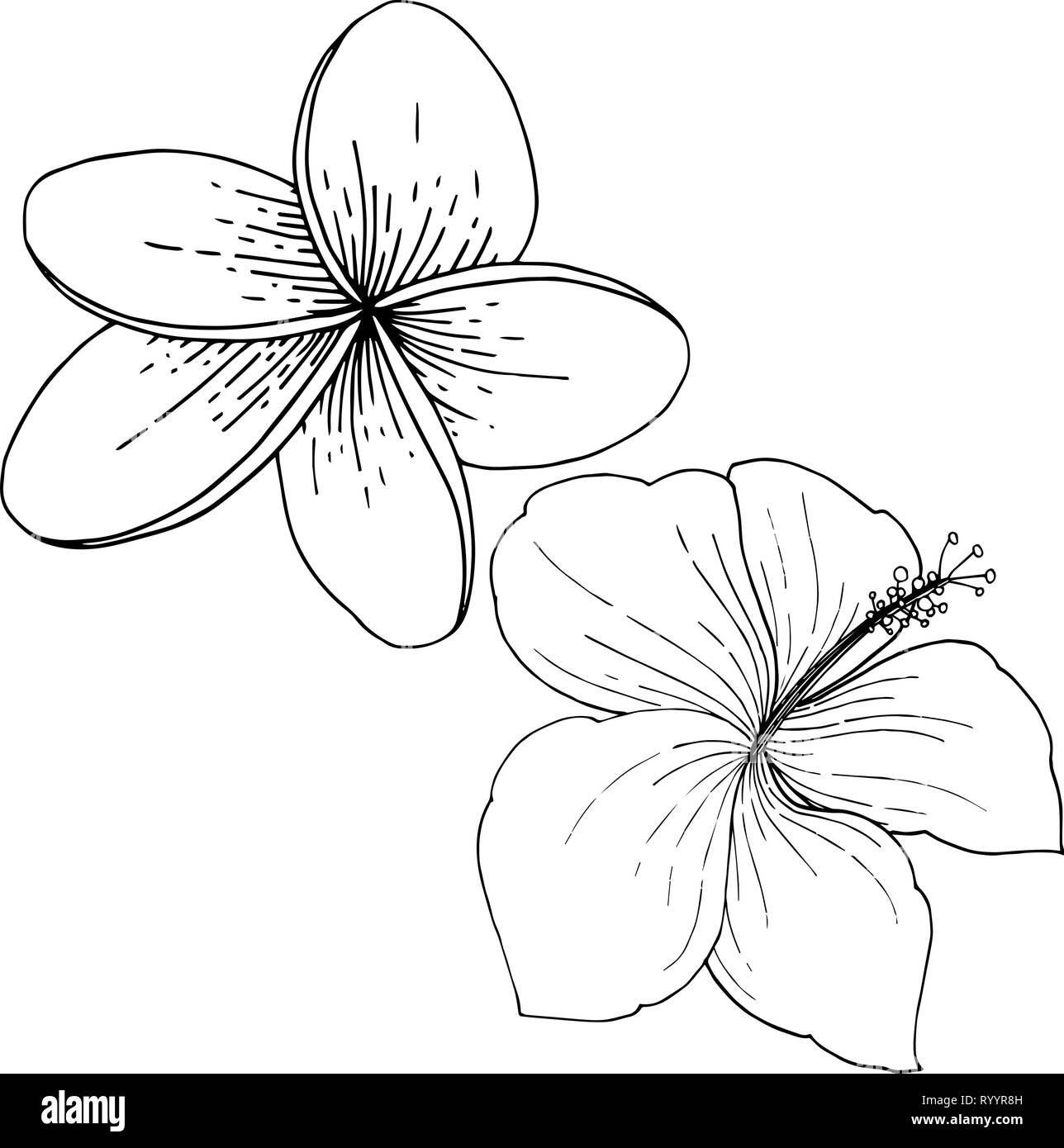 Vector Hibiscus floral tropical flowers. Black and white engraved ink art. Isolated hibiscus ...