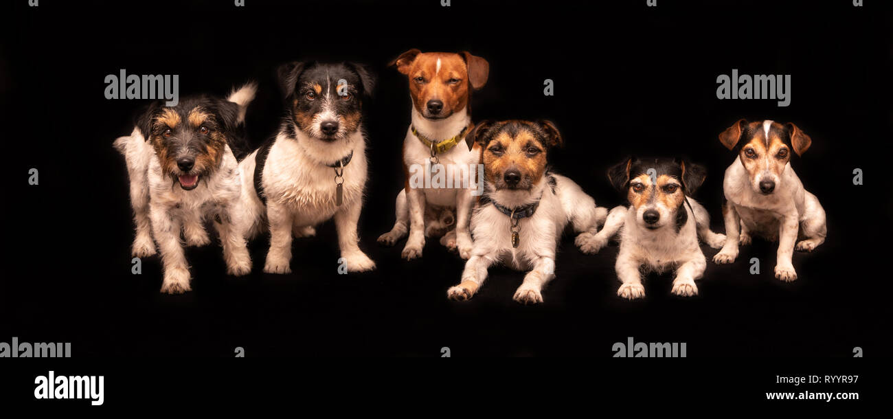 Six funny cute little dogs sitting and standing by side in a row in ...