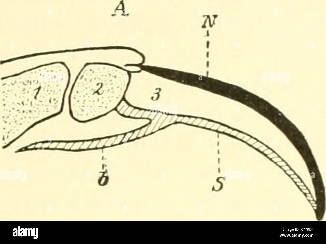 Einführung in die vergleichende Anatomie Einführung in die ...