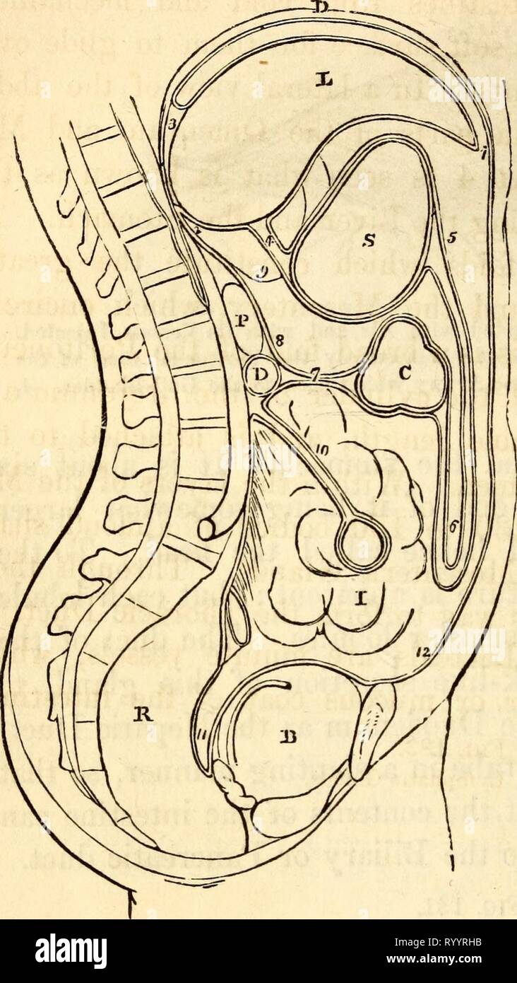 Elementary anatomy and physiology Elementary anatomy and physiology ...