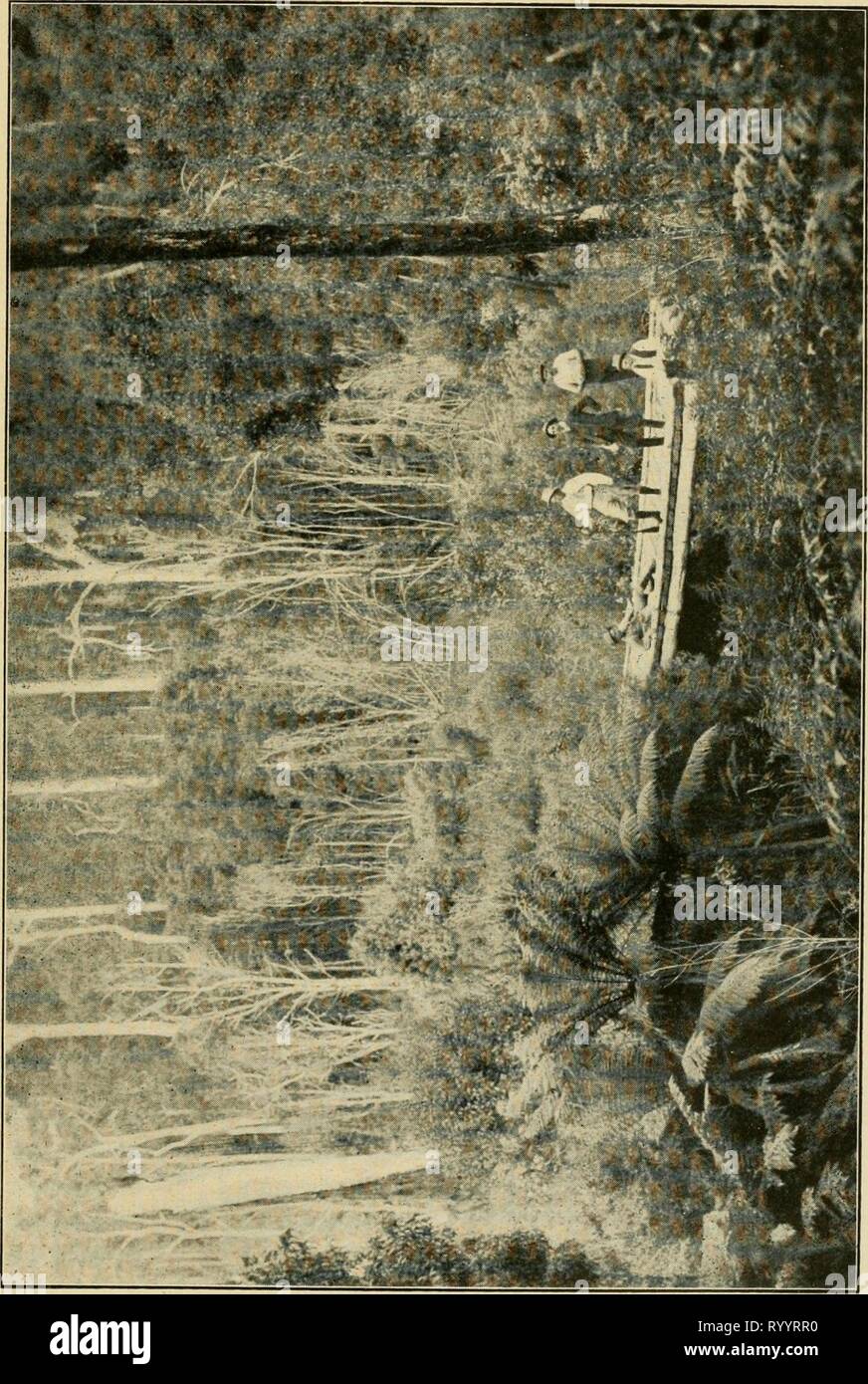 The Emu official organ The Emu : official organ of the Australasian ...