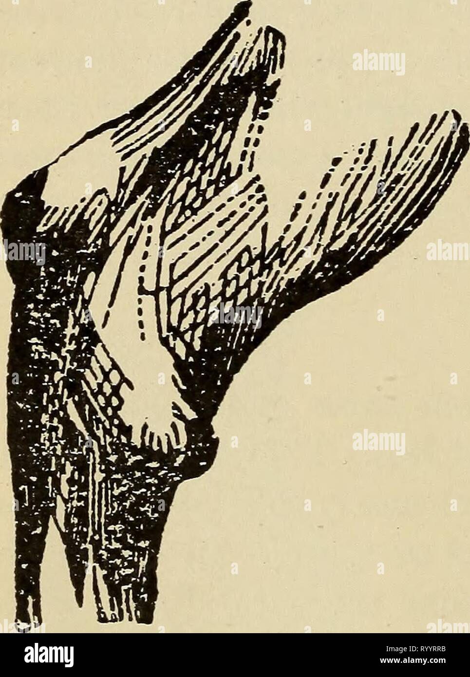 Spavin hi-res stock photography and images - Alamy