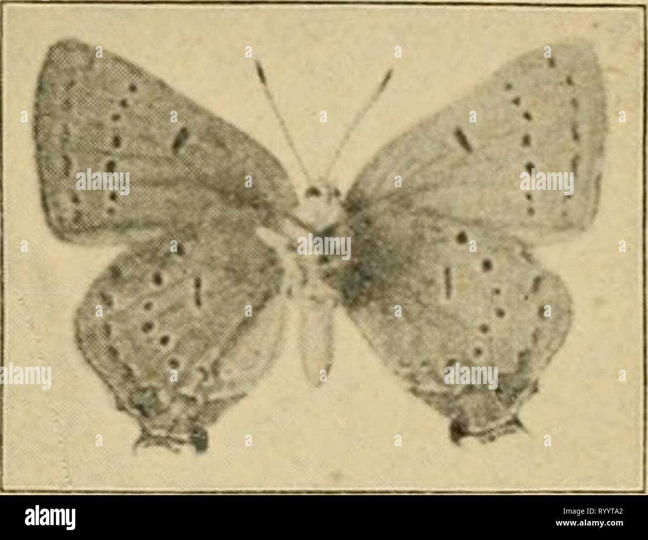 Elliptical wings hi-res stock photography and images - Alamy