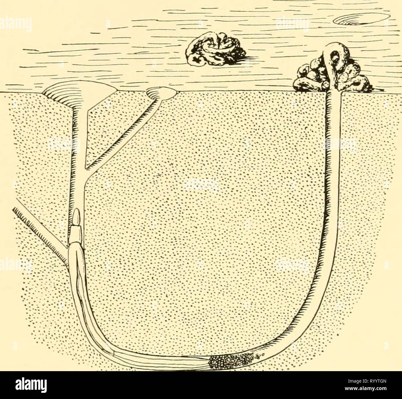 Razor shell siphons hi-res stock photography and images - Alamy