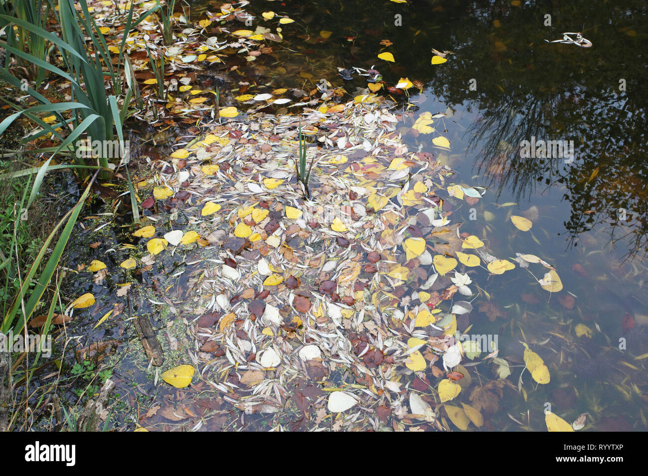 Autumn coloured leaves of Weeping willow and Poplar on surface of pond England UK Stock Photo ...