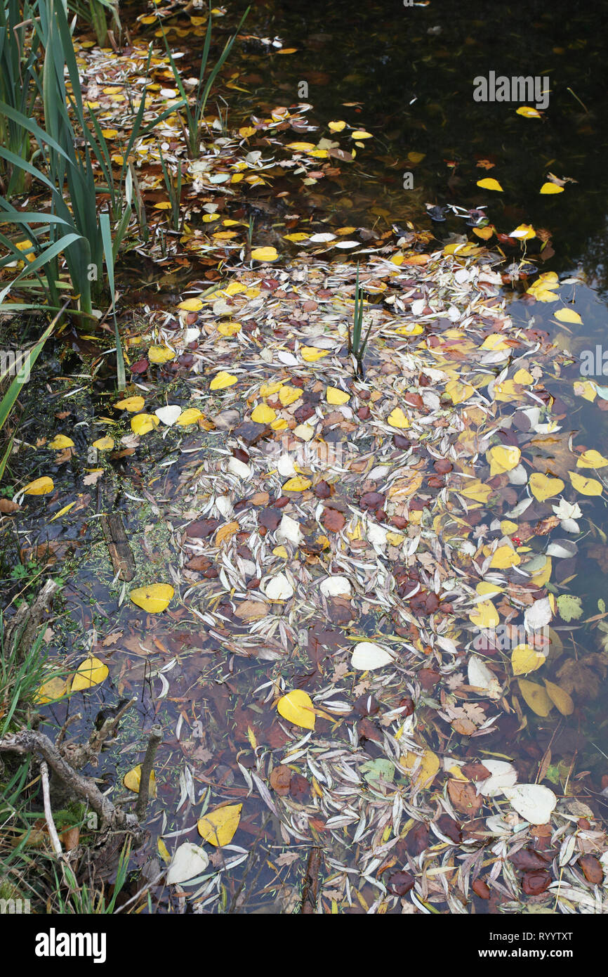 Autumn coloured leaves of Weeping willow and Poplar on surface of pond ...
