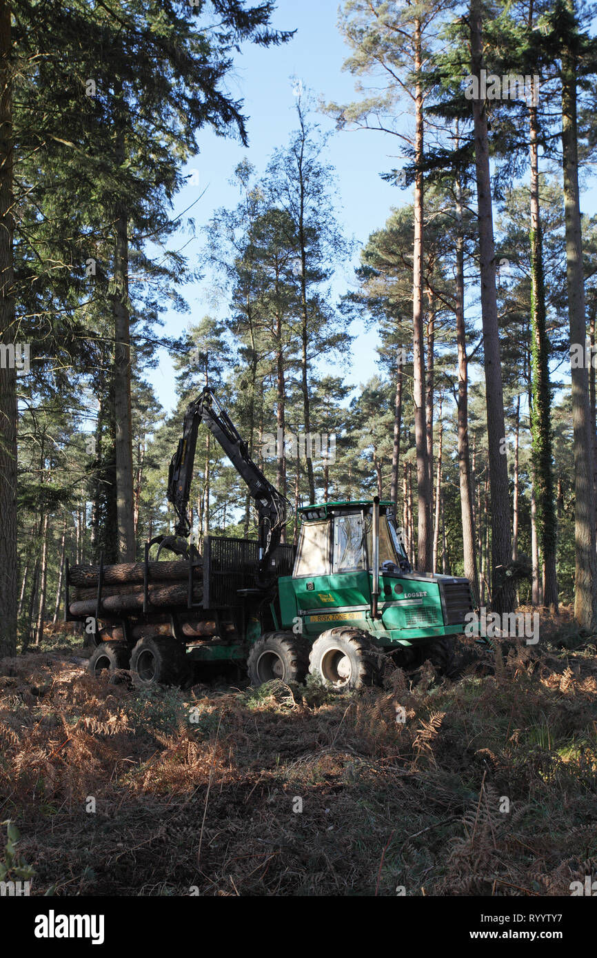 Forwarder collecting felled timber Frame Heath Inclosure New Forest ...
