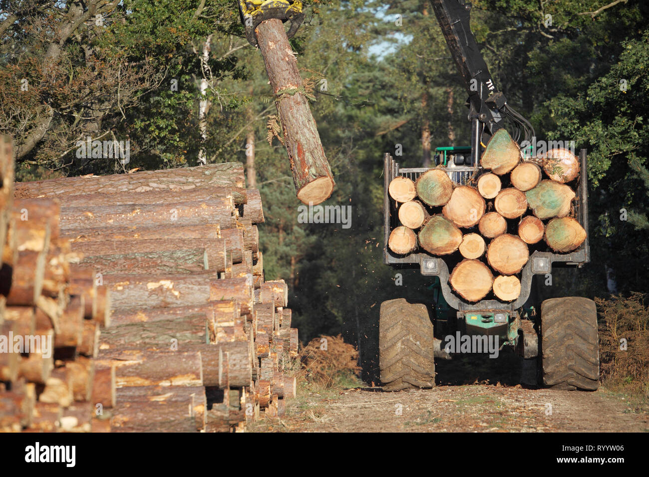 Forwarder stacking timber by side of the track ready for collection ...