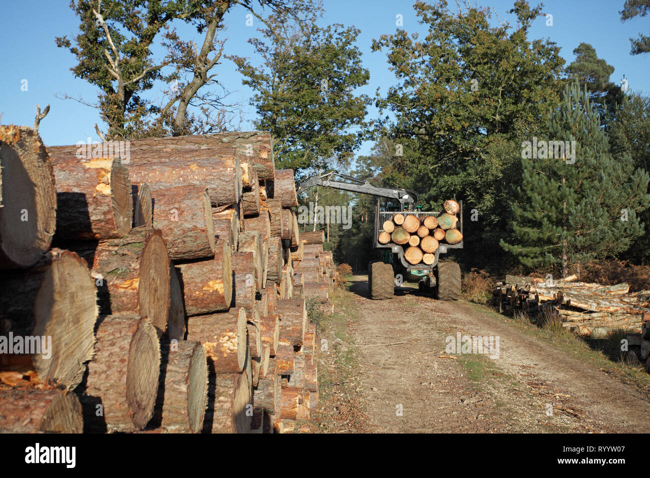 Forwarder stacking timber by side of the track ready for collection ...
