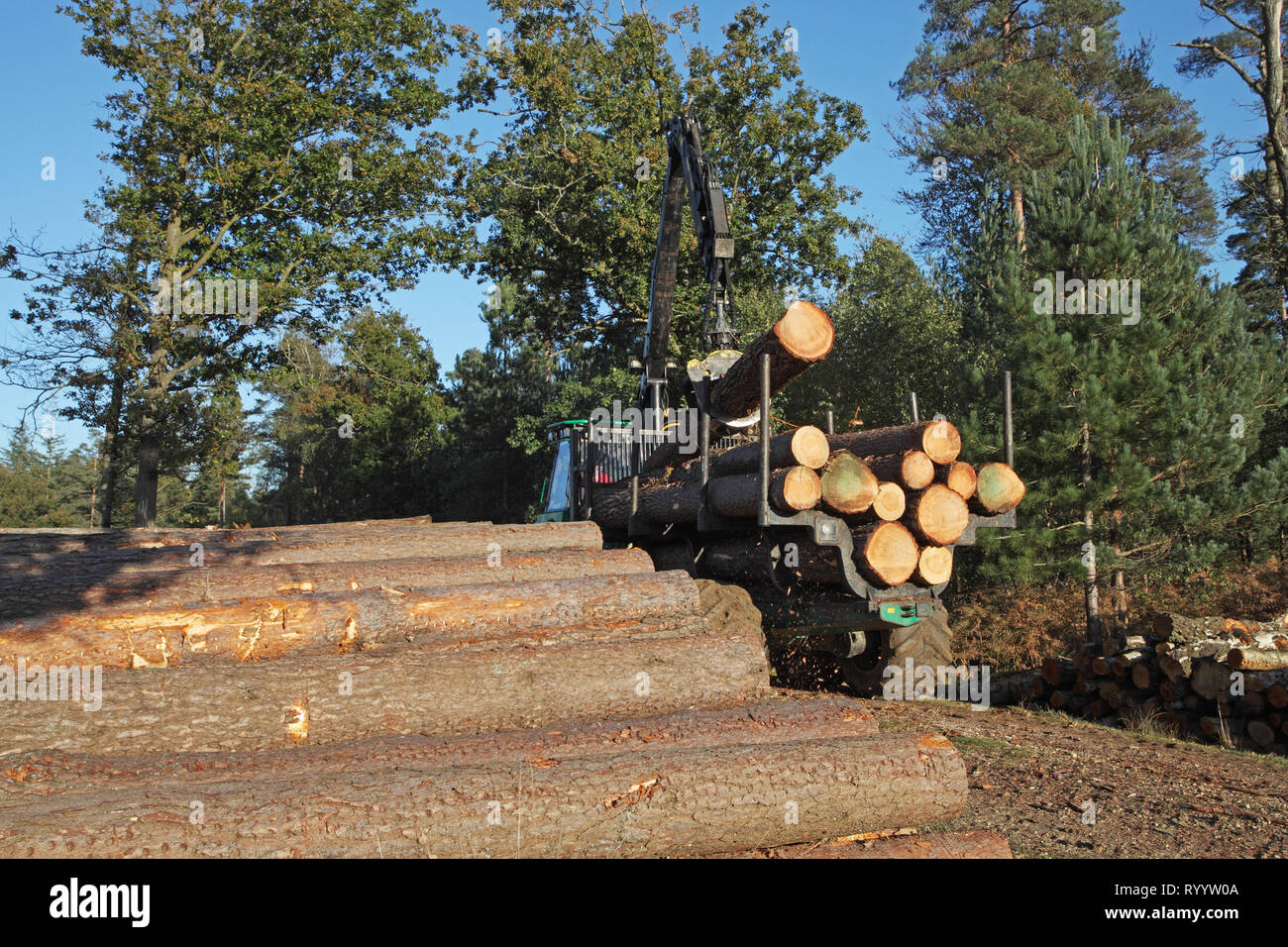 Forwarder stacking timber by side of the track ready for collection ...