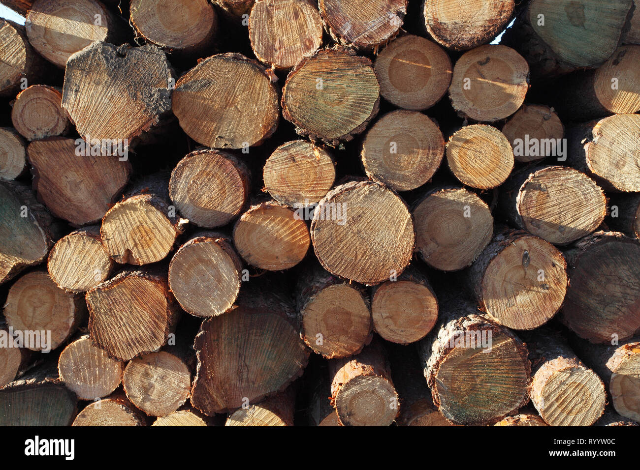 Stacked timber ready for collection Frame Heath Inclosure New Forest ...