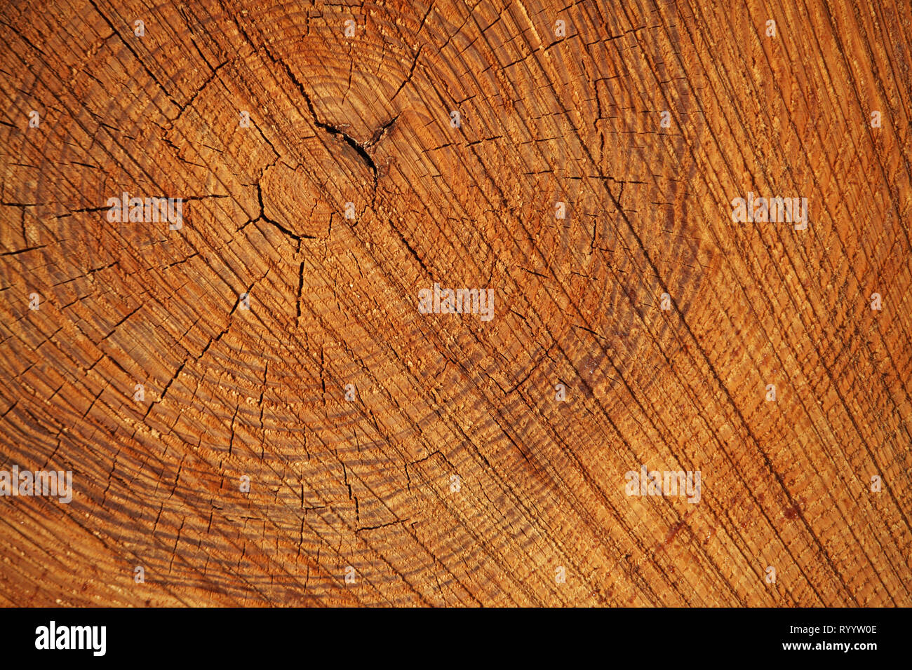 Cut end of a tree on timber stack Frame Heath Inclosure New Forest ...