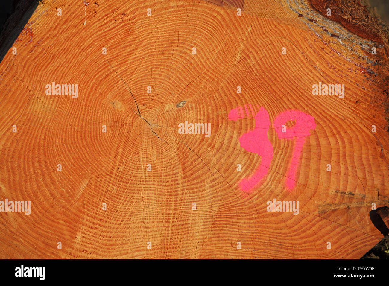 Cut end of a tree on timber stack Frame Heath Inclosure New Forest ...