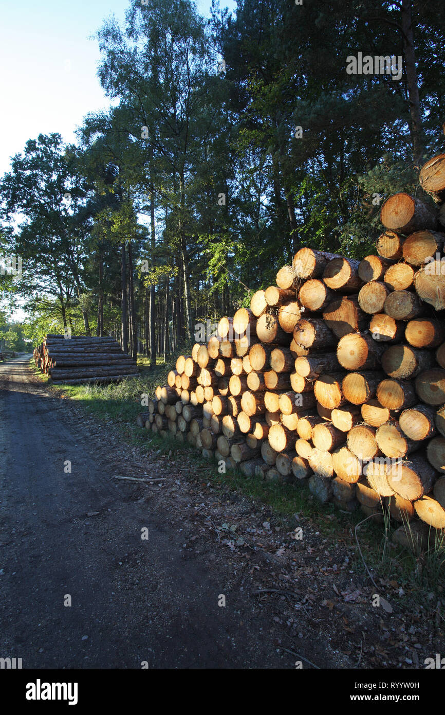 Stacked timber by forestry track ready for collection Frame Heath ...