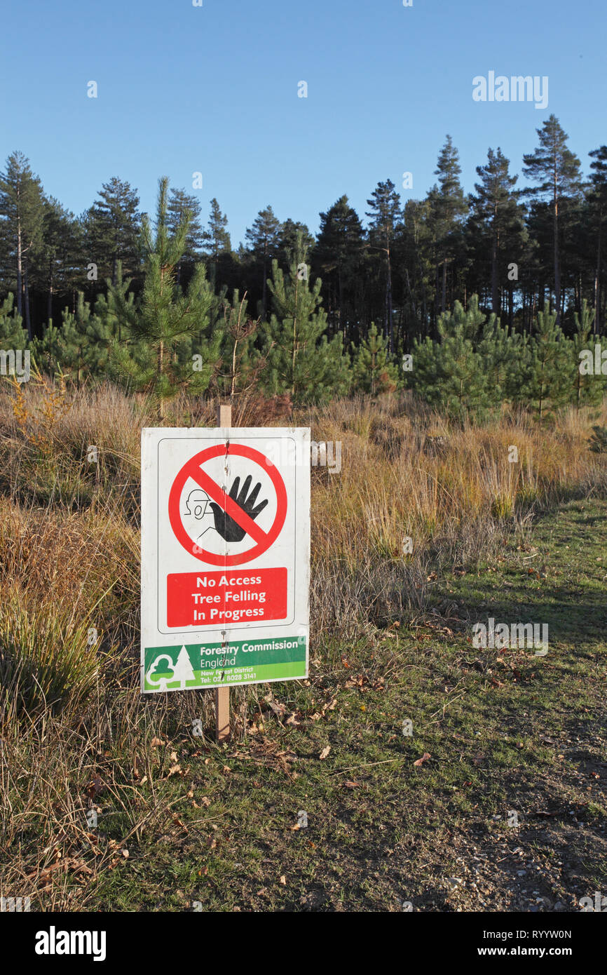 Warning sign for tree felling Frame Heath Inclosure New Forest National ...