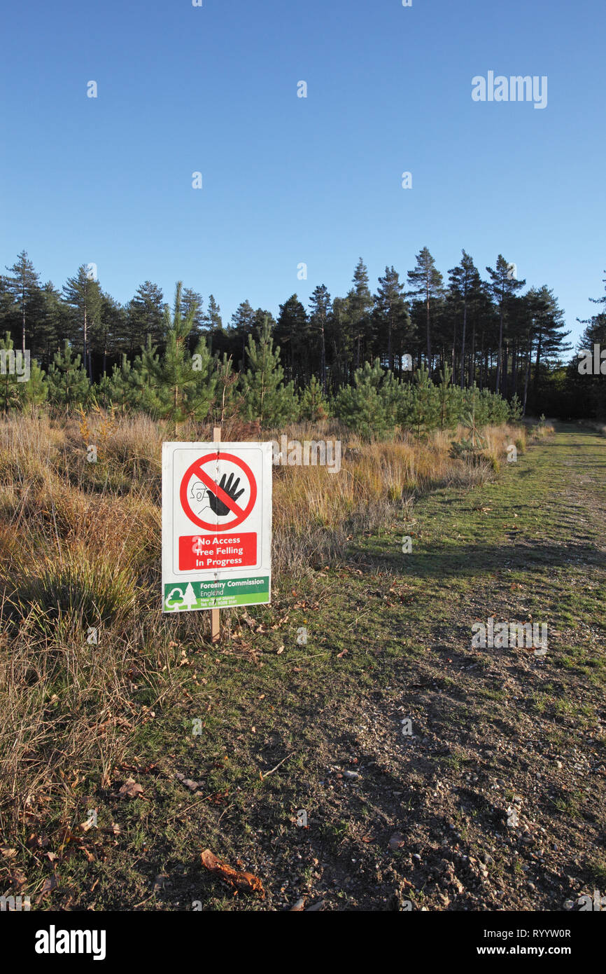 Warning sign for tree felling Frame Heath Inclosure New Forest National ...